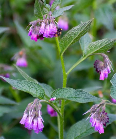 How To Make Comfrey Fertilizer A Natural Way To Boost Plants Homes