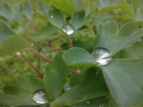 Обои Природа Макро обои для рабочего стола фотографии природа макро листья капли Обои для