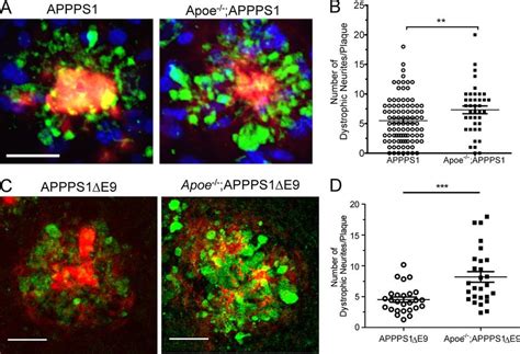 Significant Increase In Plaque Associated Neuritic Dystrophy In