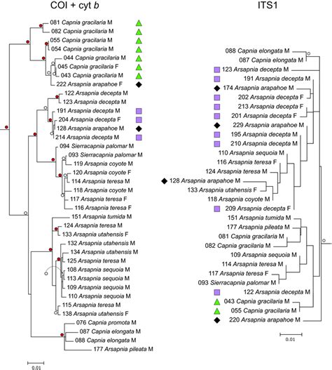 A Portion Of The Best‐scoring Phylogenetic Tree Inferred From A