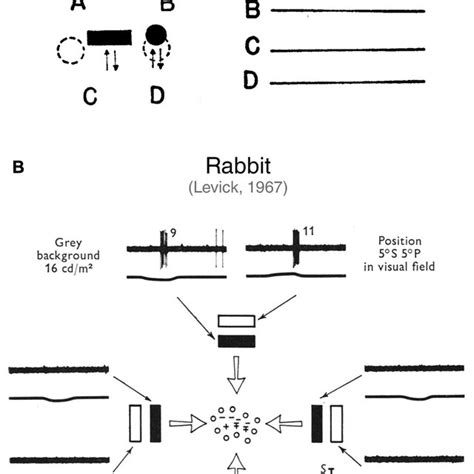 Working Models Of Orientation Selective Retinal Circuits In Vertebrate Download Scientific