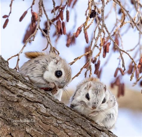 22 Photos Of Japanese Dwarf Flying Squirrels That Are Beyond Adorable