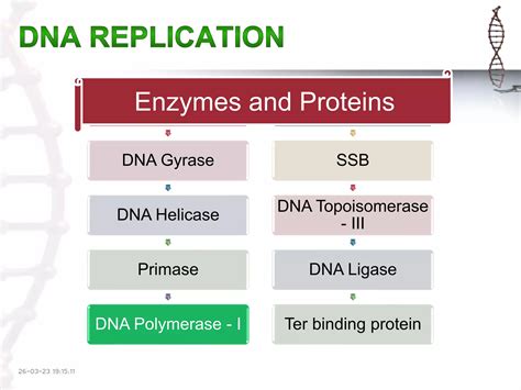 Dna Replicationpdf