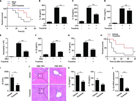 Tivantinib Inhibits Inflammasome Activation In Vivo And Has Preventive Download Scientific
