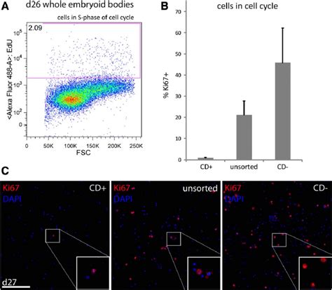 Fluorescent Activated Cell Sorting Facs Via Photoreceptor Precursor