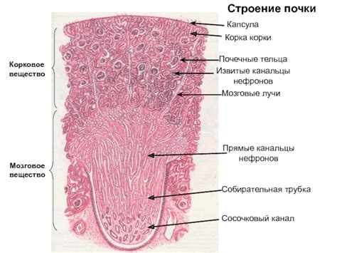 Рисунок почка гистология (49 фото)