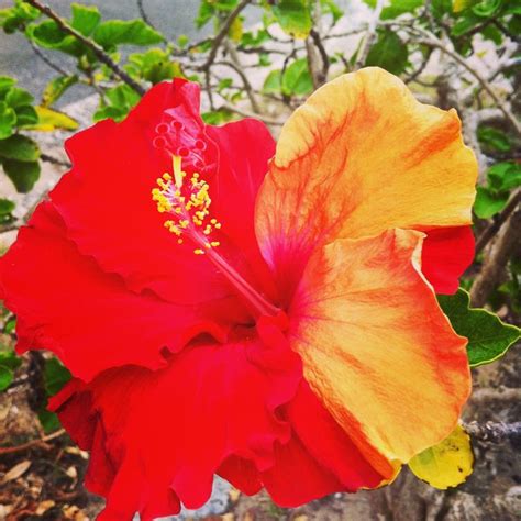 Bondi Flora Trees To Plant Flower Photos Most Beautiful Flowers
