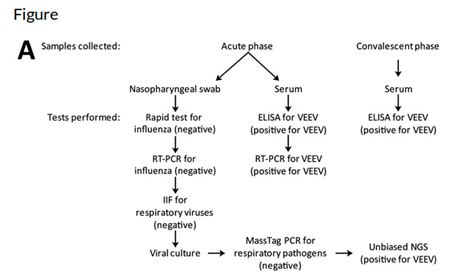Avian Flu Diary Eid Journal Isolation Of Veev Genome From Human Swab