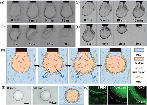 A Formation And Thickening Of The Pdadmac Cnc Complex At The Download Scientific Diagram