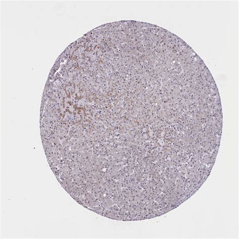 Tissue Expression Of Relb Staining In Liver The Human Protein Atlas