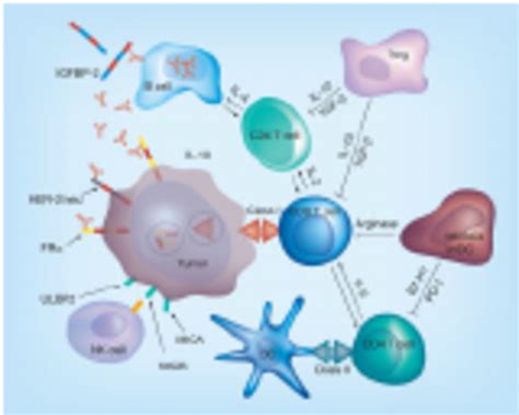 Immune Microenvironment In Ovarian Cancer Download Scientific Diagram