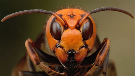 Download Close Up Hornet Portrait Wallpaper