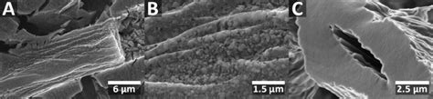 Sem Micrographs A B Highlighting The Porous Nature Of The Fibres