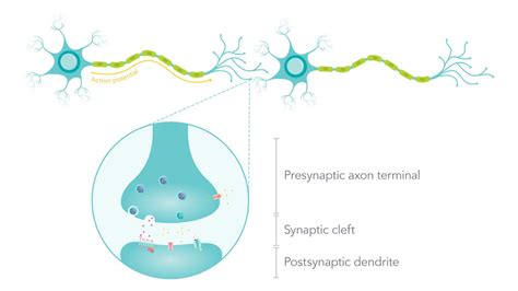 Synaptic Transmission: A-Level Psychology