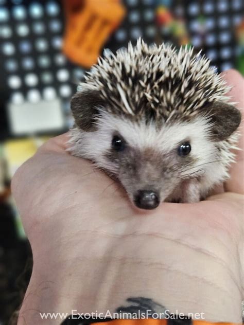 Asian Small Clawed Otters For Sale