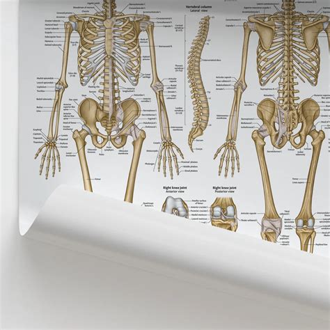 Skeleton Anatomy Chart Poster Laminated Medisave Uk