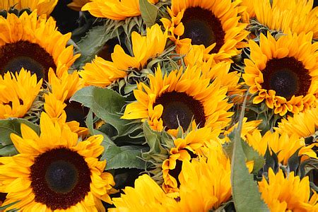Free Photo Sun Flower Flower Yellow Green Hippopx