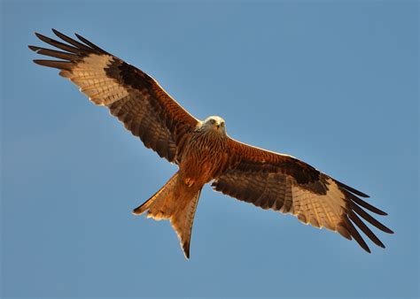Red Kite In Flight