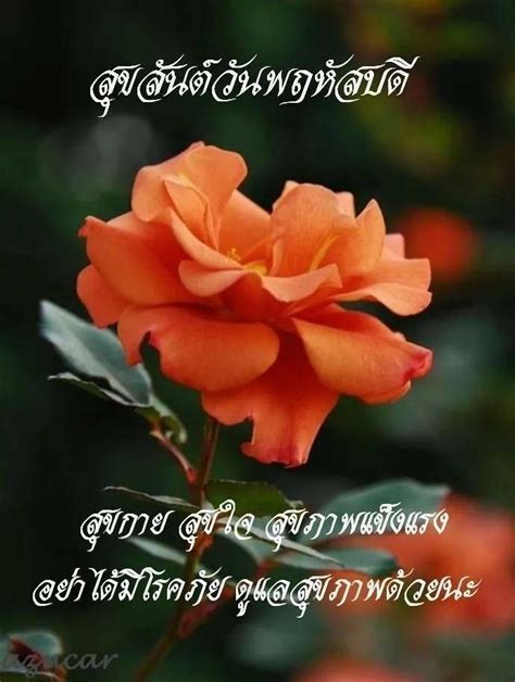 ดอกกุหลาบสีส้มสวยงาม