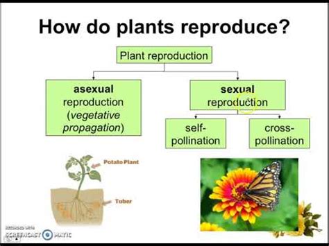 Plant Reproduction Intro Clones And Sex YouTube