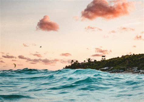 Ocean Macroalgae And Carbon Sequestration Current Research And Experimental Endeavors Blu3