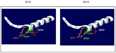 a sanger sequencing showing the c 1556g a substitution in the