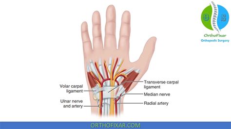 Ulnar Pulse Median Ulnar Radial Nerves And Radial Ulnar Arteries With