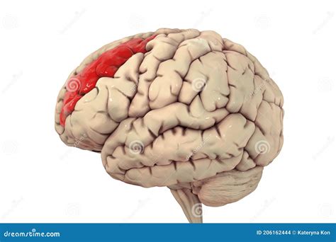 Prefrontal Cortex Stock Illustrations 84 Prefrontal Cortex Stock