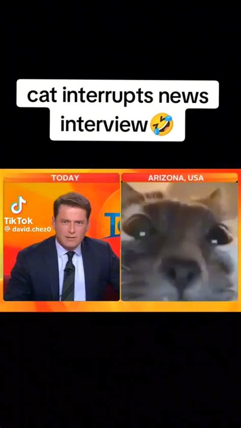 Cat Interrupts News Interview Rtiktokcringe