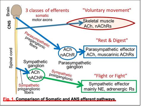 Neurotransmitters And Receptor Types Autonomic Nervous System Physiology