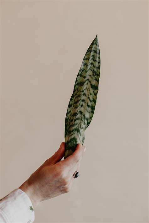 Learn To Propagate Downtown Boulder Co
