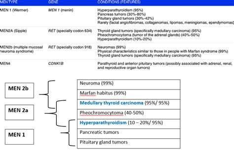 Multiple Endocrine Neoplasia Syndromes Artofit