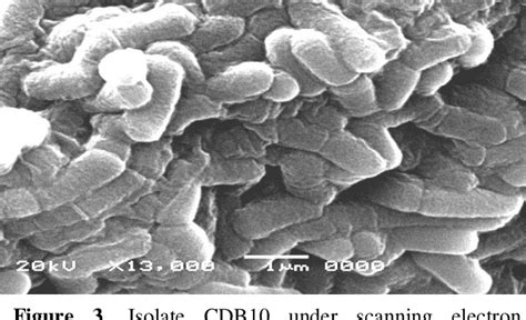 Figure 3 From Isolation And Identification Of Cellulose Degrading Bacteria From Different