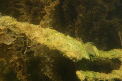 Est Ce Une Cyanobactérie