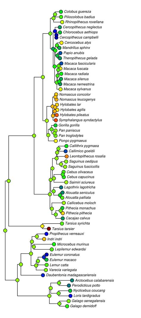 Phylogenetic Trees With Nodes Calculated Using Both Ardi And Sci Call Download Scientific