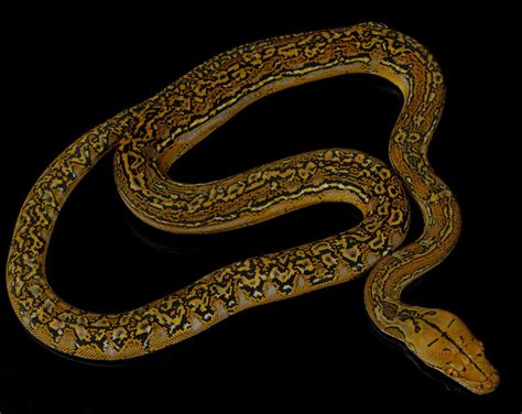 Reticulated Pythons For Sale Rnbreptiles