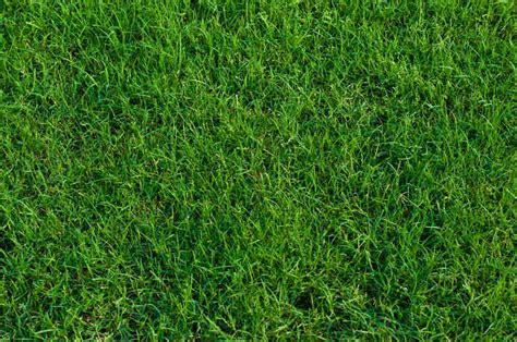 Most Common East Texas Weeds