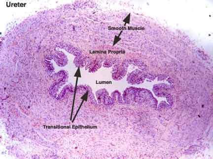 Detrusor Muscle Histology