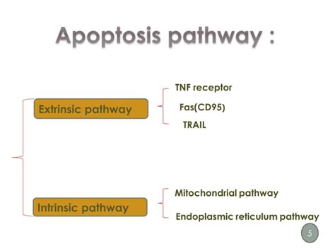 Apoptosis Pps Genetics Science