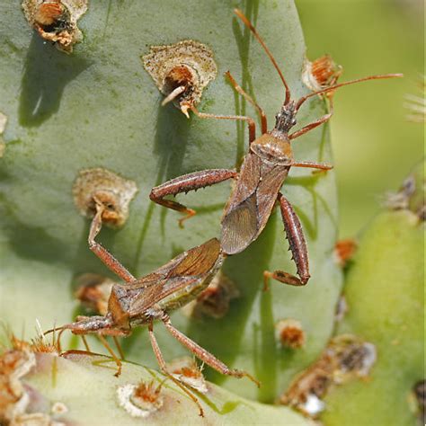 Narnia Femorata Narnia Bugguide Net