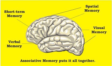 Memory Brain Diagram