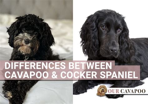 Cavapoo Vs Cocker Spaniel What Are The Key Differences Which Breed