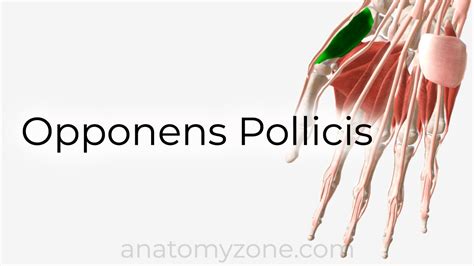 Opponens Pollicis Origin Insertion Action 3d Model Anatomyzone