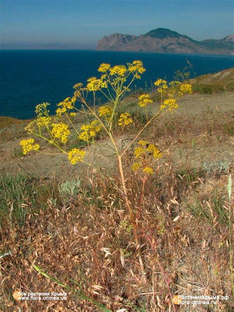 Растения Крыма::Ферула