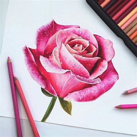 Instagram Photo By World Of Pencils • Apr 23 2016 At 2 14pm Utc Rose