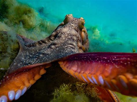 Dumbfounding Flapjack Octopus Facts You Need To Know Octonation
