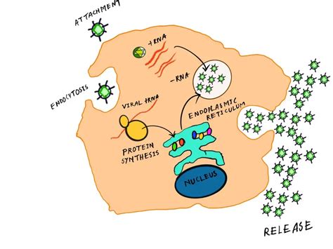 zika virus zikv definition structure genome replication