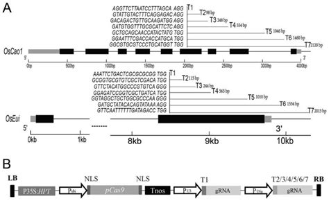 一种基因编辑方法