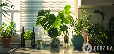 Дренаж для горщиків із квітами з чого можна зробити Oboz Ua