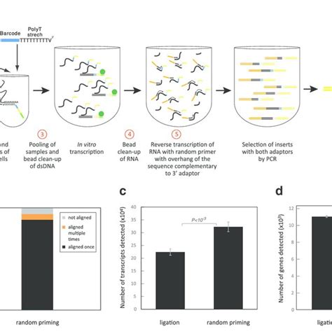 Pdf Cel Seq2 Sensitive Highly Multiplexed Single Cell Rna Seq